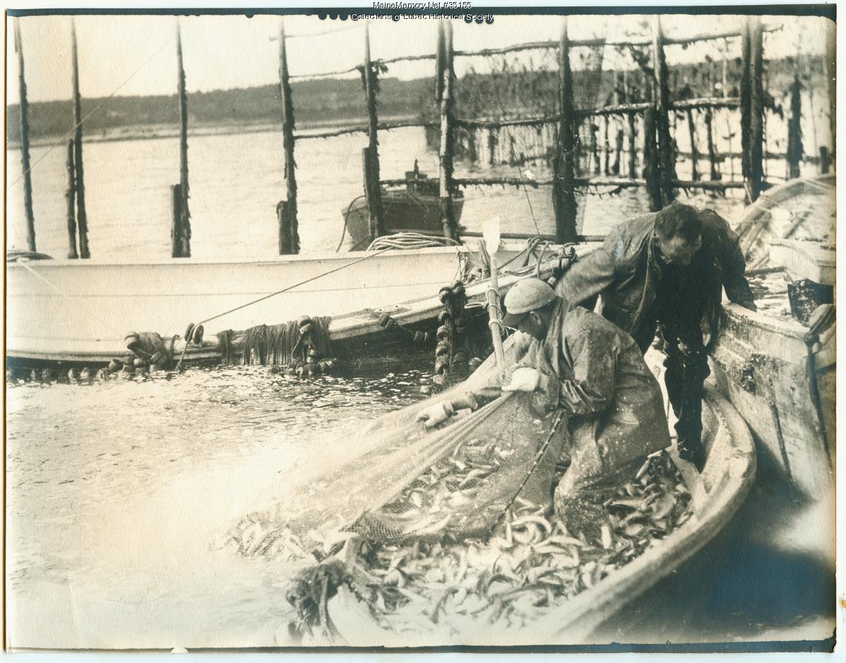 Herring weir brush leader, Lubec, ca. 1935, ca. 1935 - Maine Memory Network