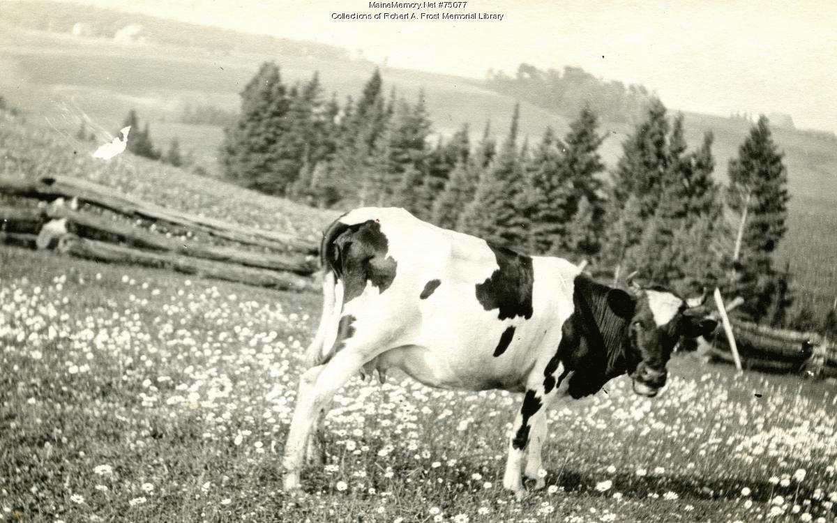 Richard Griffeth farm, Limestone, ca. 1914 - Maine Memory Network